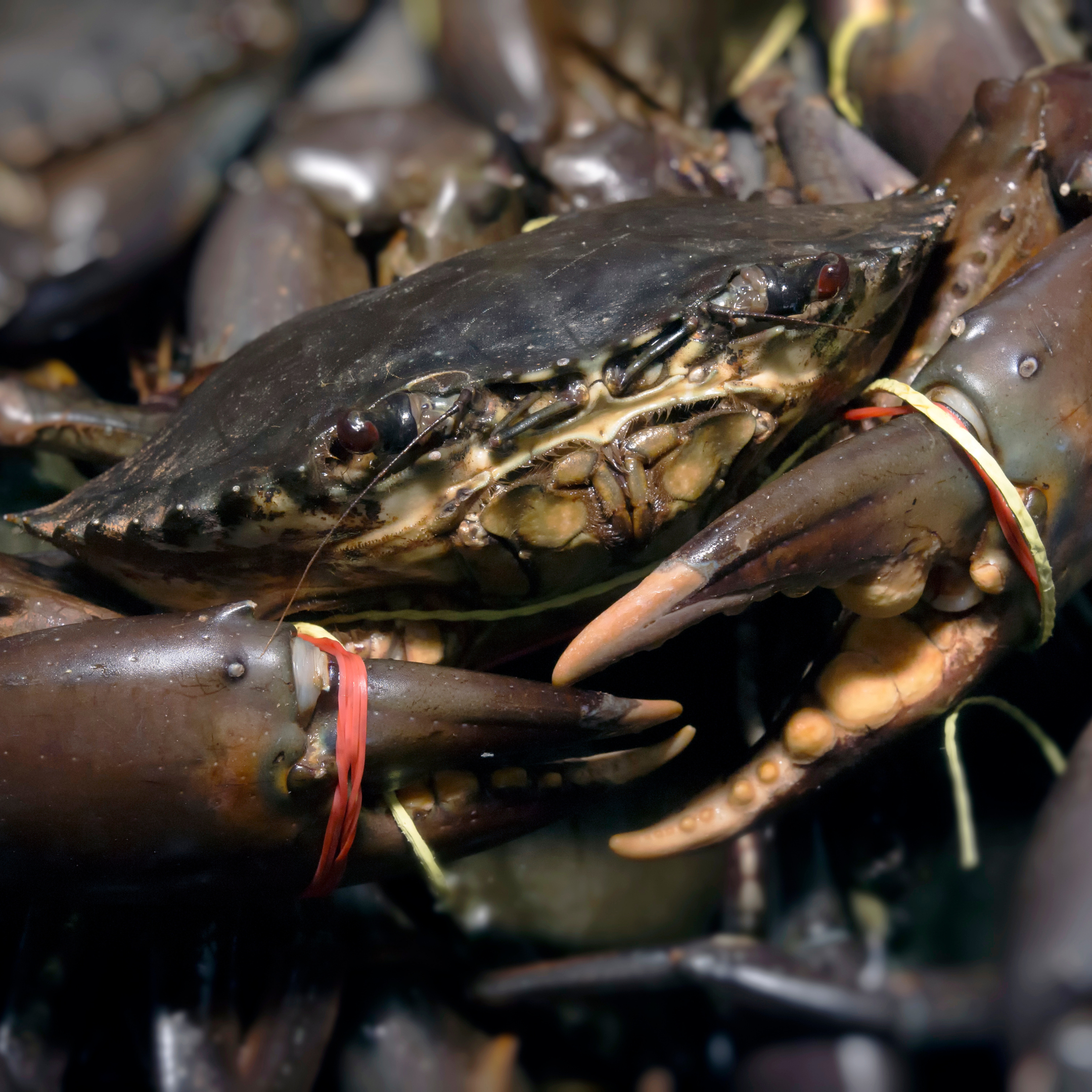 Fresh Mud Crabs – Port Seafood